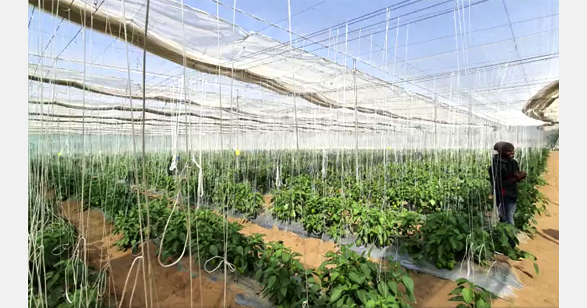 Double roof shade nets for bell peppers