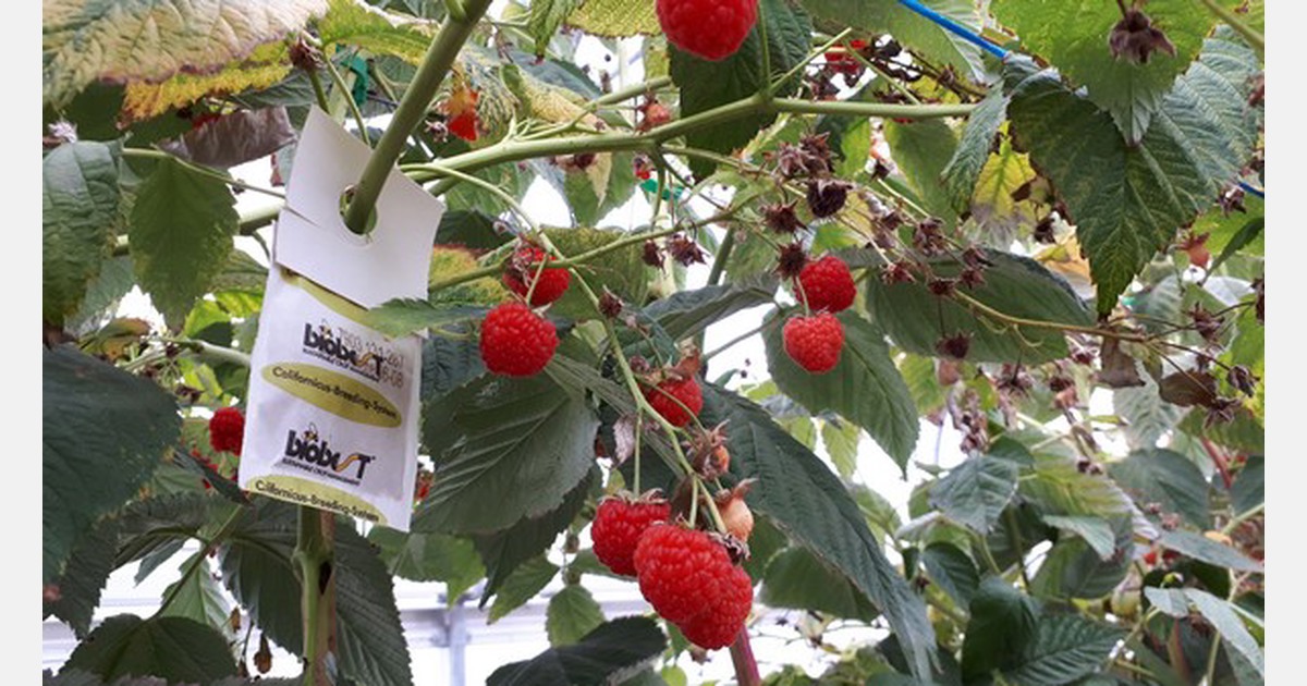Protect raspberry plants preventively against spider mite