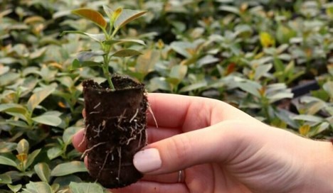 New grower guide for Ellepots by A.M.A.