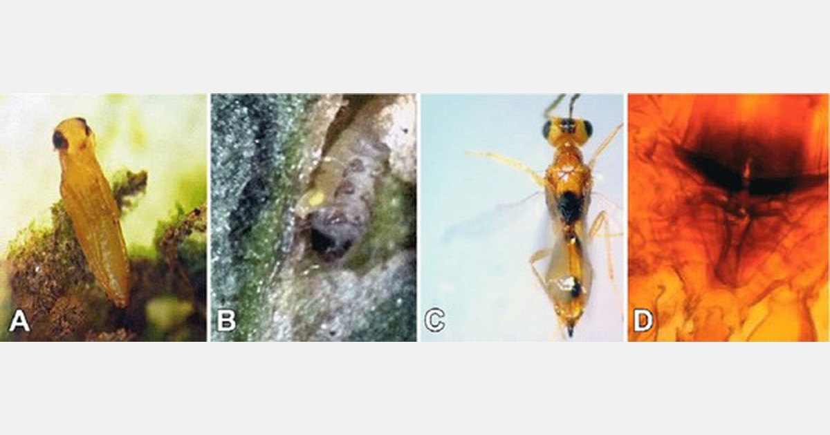 Stenomesius japonicus: a new parasitoid of Tuta absoluta in Syria