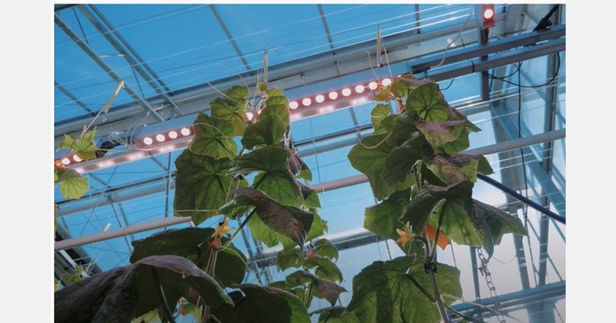 Growing cucumbers efficiently under LED