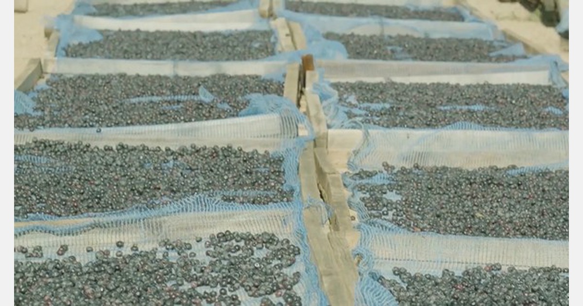 Growing blueberries on substrate in South Africa