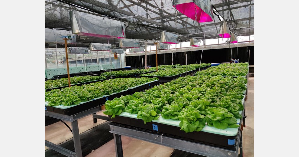 "DLI-carry-over: Let the sunshine save you money"