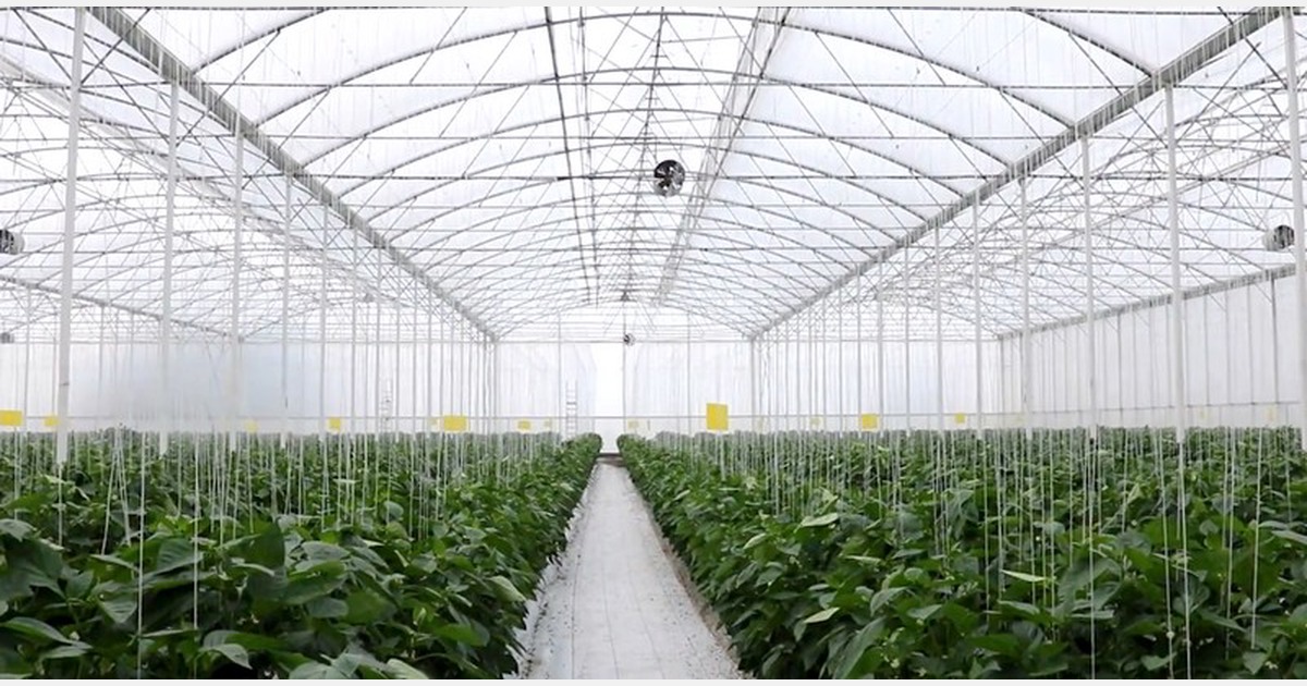 New era brings new challenges to Mexican growers