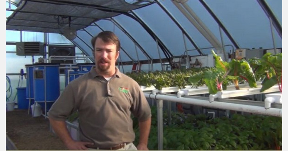 Optimizing space in aquaponic greenhouse