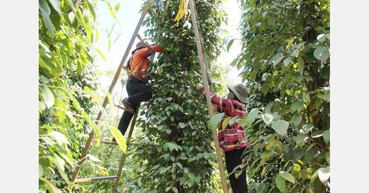 Vietnam: Crop failures pushes up pepper imports