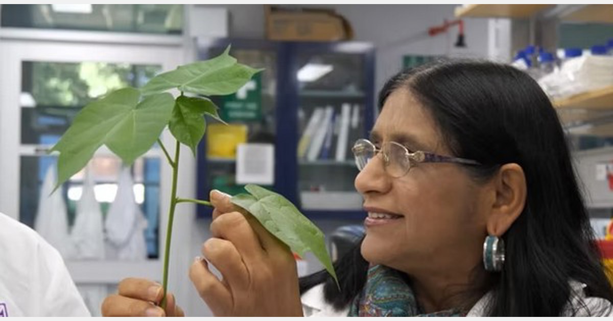 Australia: Using BioClay technology to protect plants against whitefly