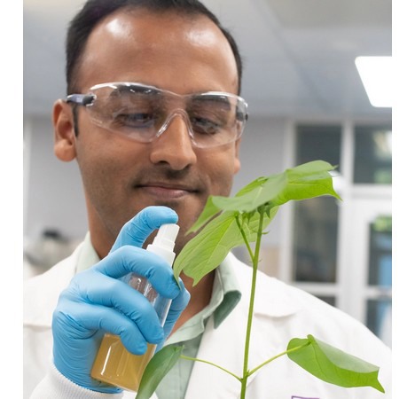 Australia: Using BioClay technology to protect plants against whitefly