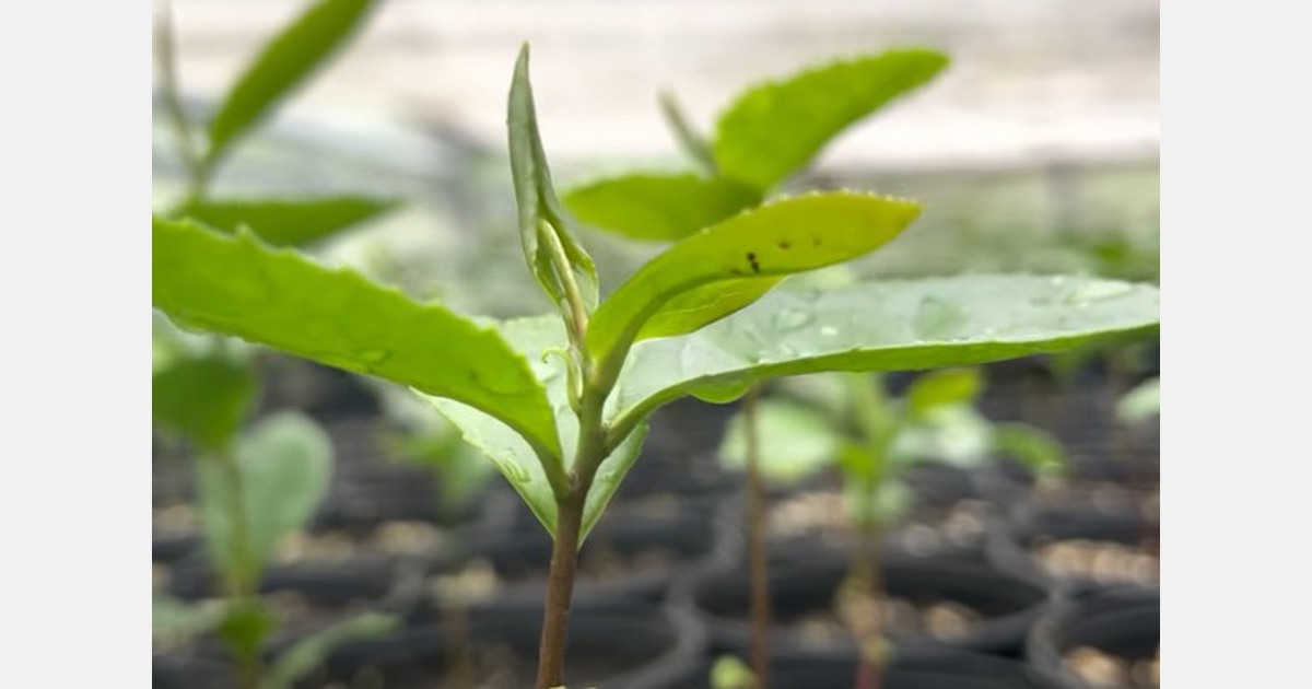 US: Table Rock Tea Company teachs how to struggle with aphid in the ...