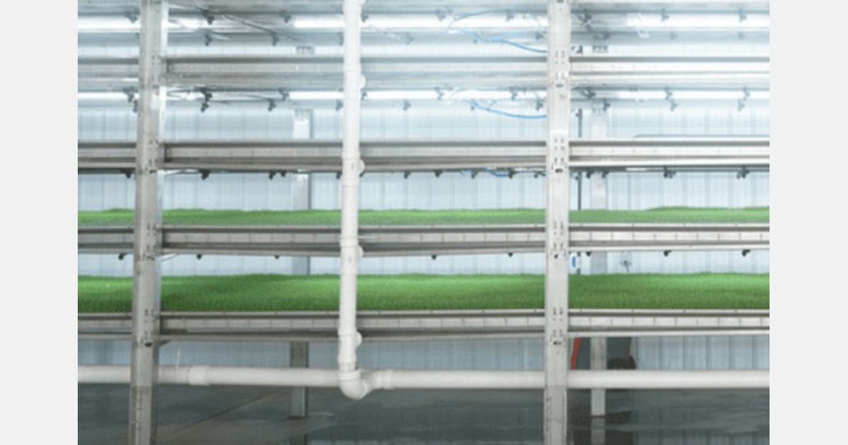 Role of hydroponics technology in green fodder production as livestock ...