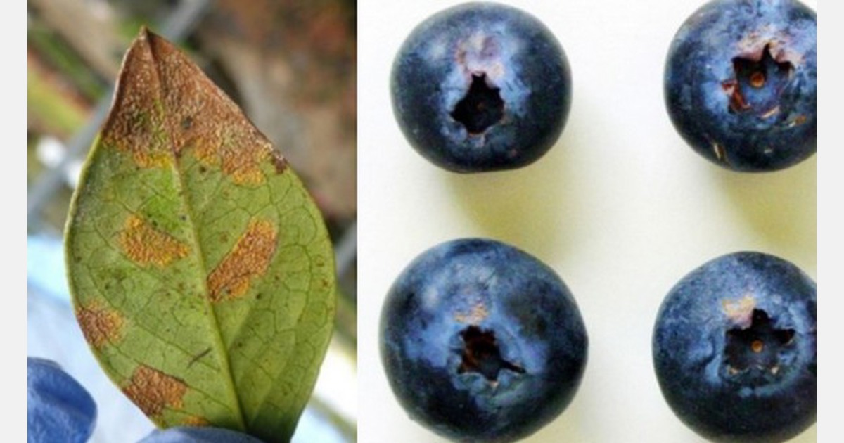 Biosecurity advice: Blueberry rust Western Australia