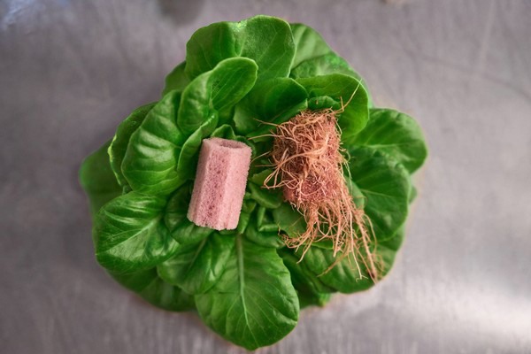 ZipGrow and Growfoam partner up to improve distribution of carbon ...