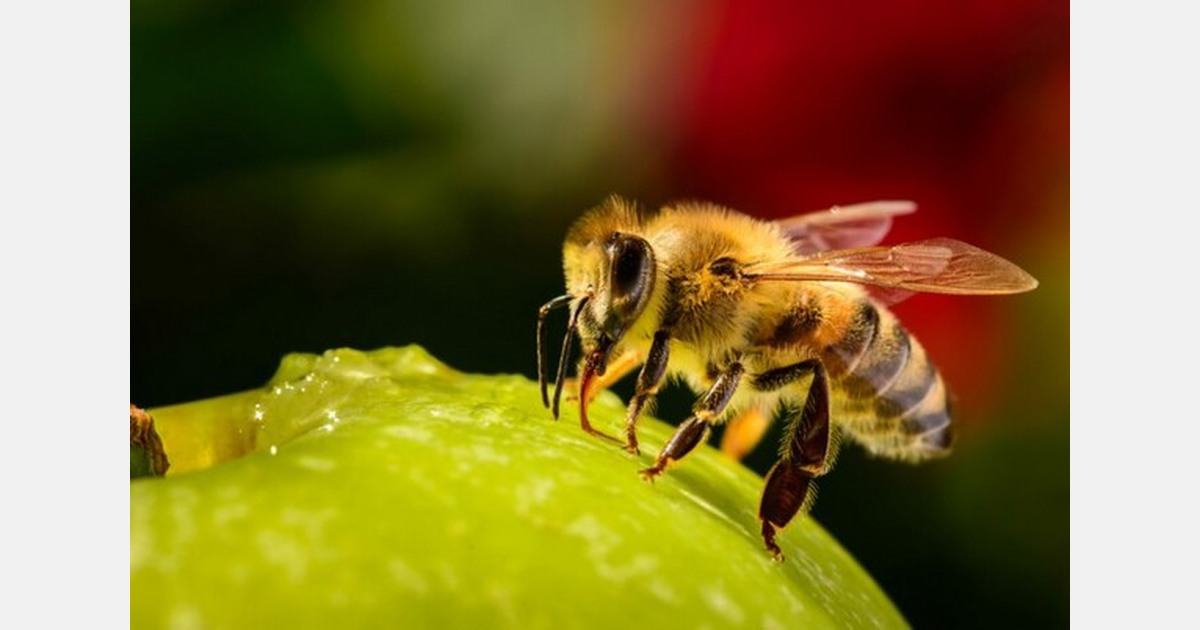 Australia: bee tracker measures real-time pollination
