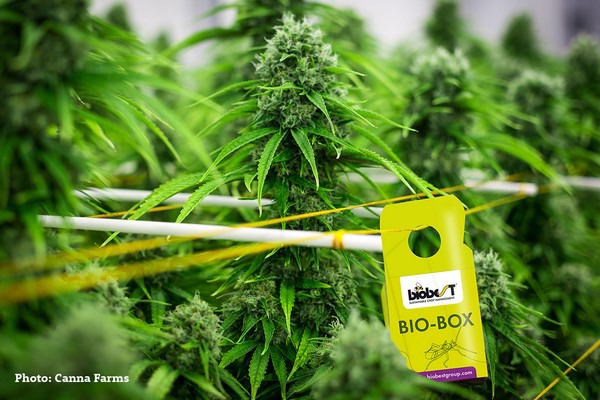 Biobest Bio-Boxes – what benefits do they offer?