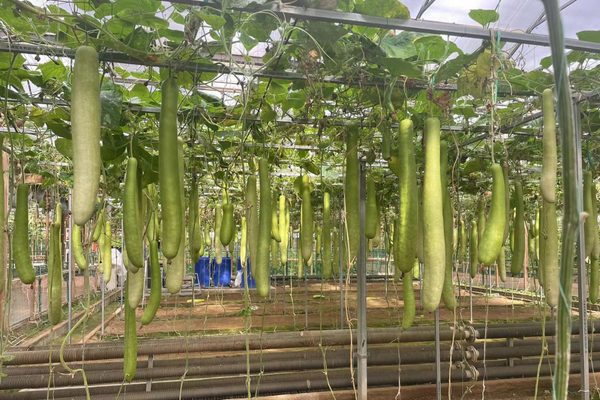 Shouguang, Shandong: the capital of vegetables in China