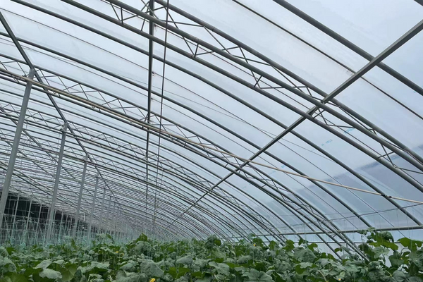 Shouguang, Shandong: the capital of vegetables in China