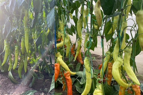 Shouguang, Shandong: the capital of vegetables in China