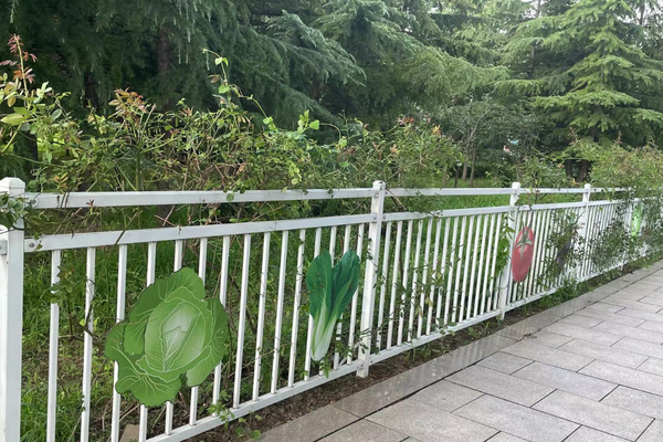 Shouguang, Shandong: the capital of vegetables in China