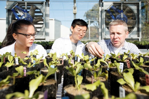 UV light signals program plants to unlock their genetic potential
