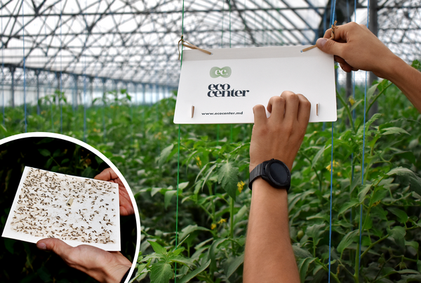 Using pheromones and mating disruption to fight Tuta absoluta