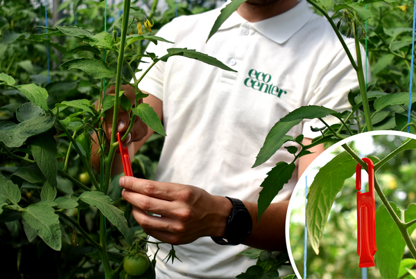 Using pheromones and mating disruption to fight Tuta absoluta