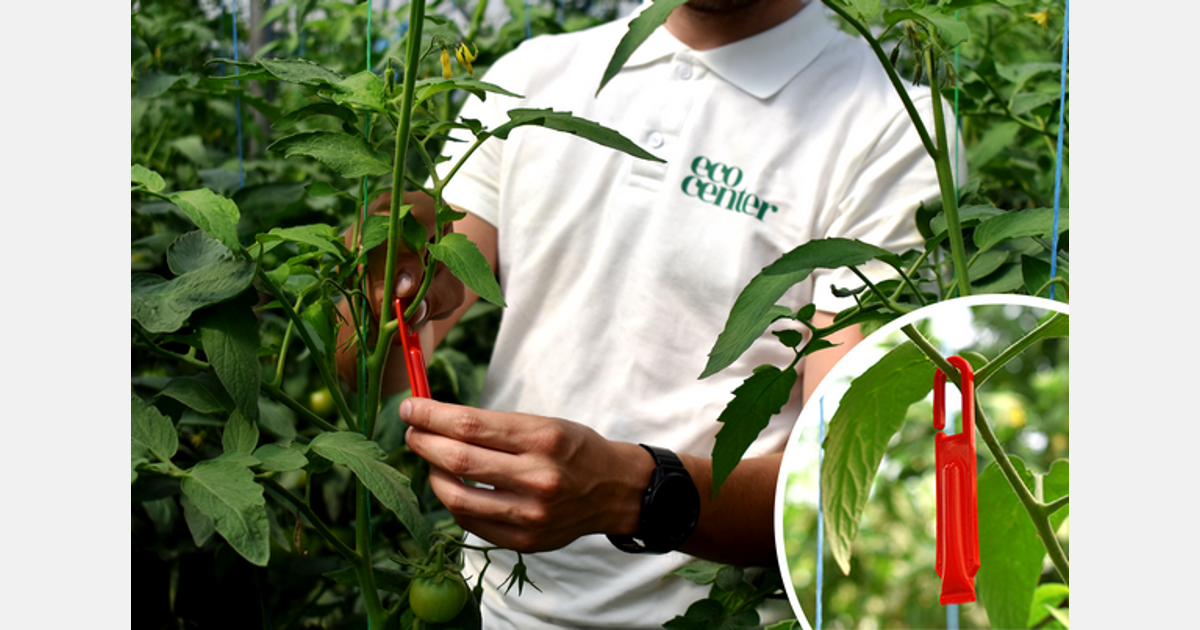 Using pheromones and mating disruption to fight Tuta absoluta