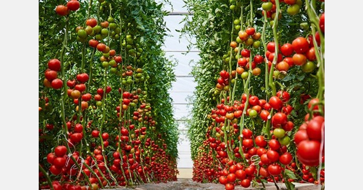 "It is still possible to successfully grow large berry tomatoes"