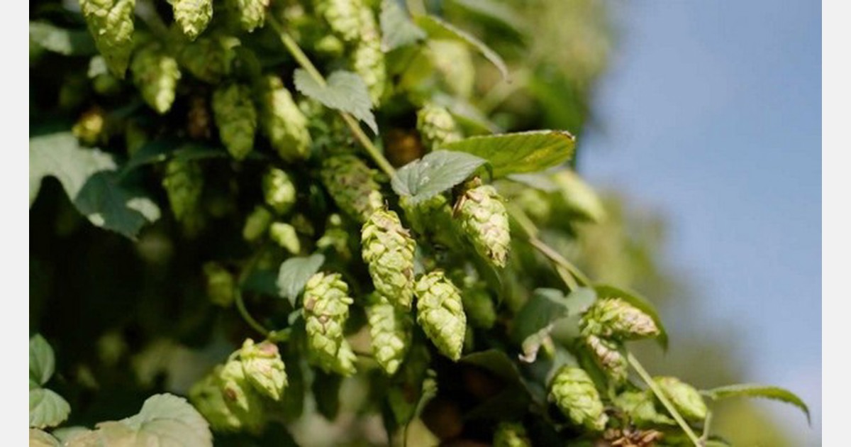 NC State hops breeding research receives backing
