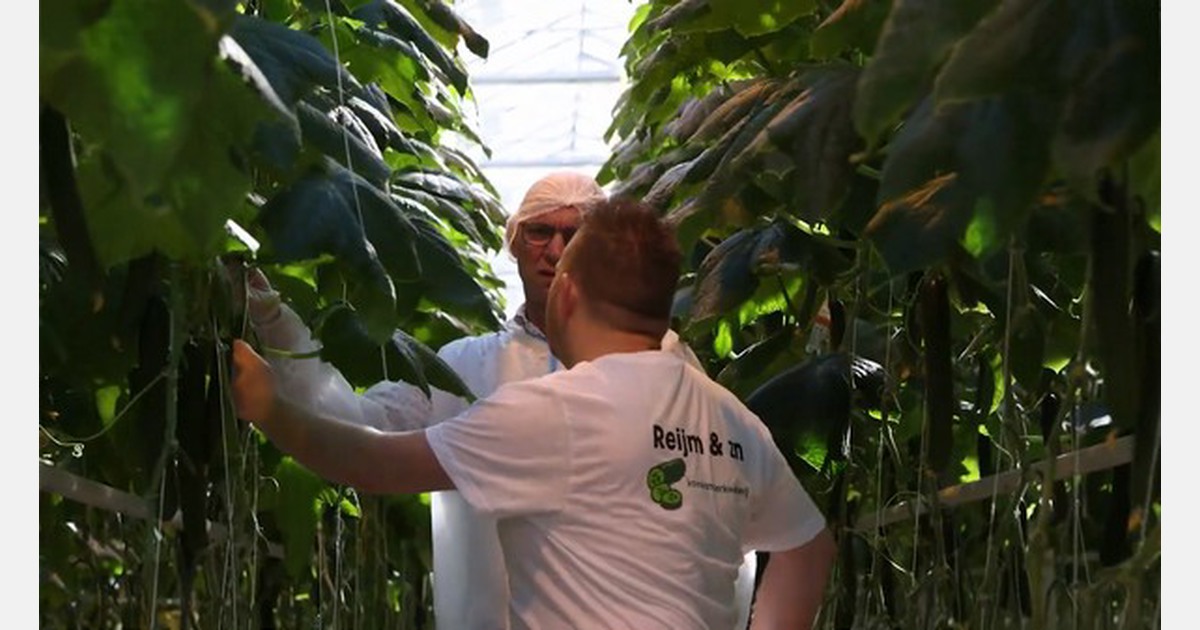 Rijk Zwaan partners up with Reijm & Zn for high-wire variety Skyview RZ