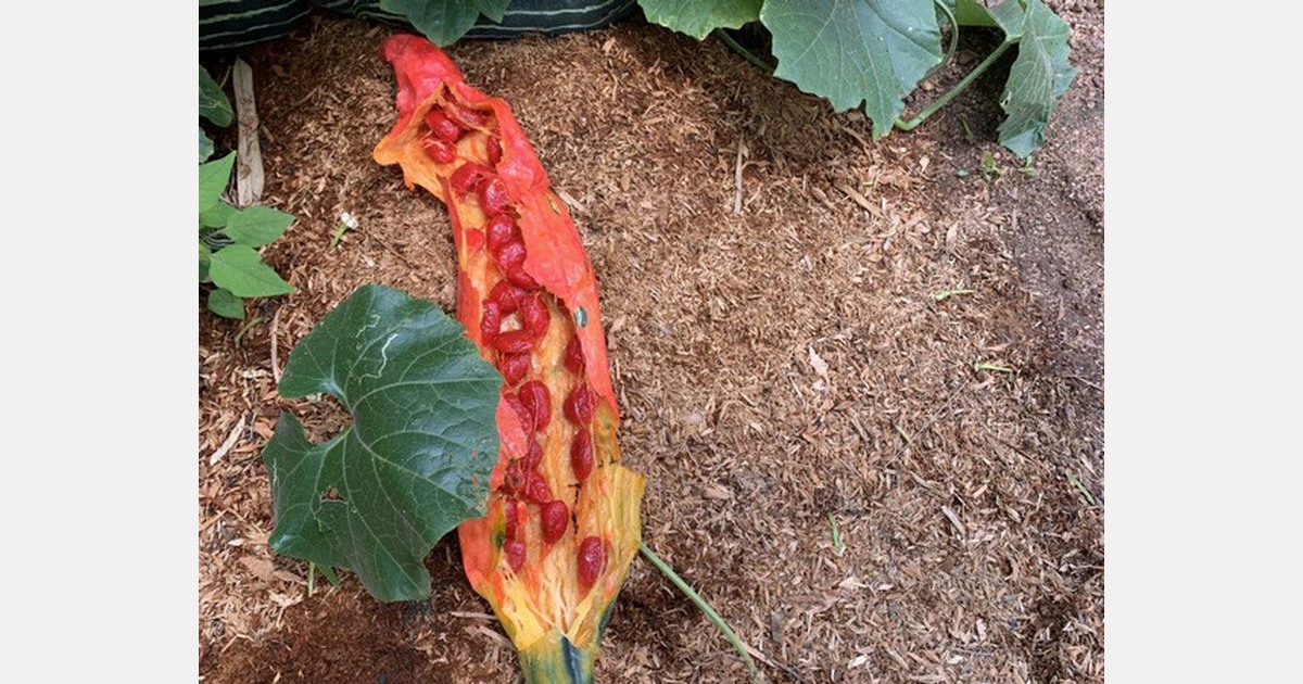 "Ghana needs funding for studies into snake tomatoes breeding"