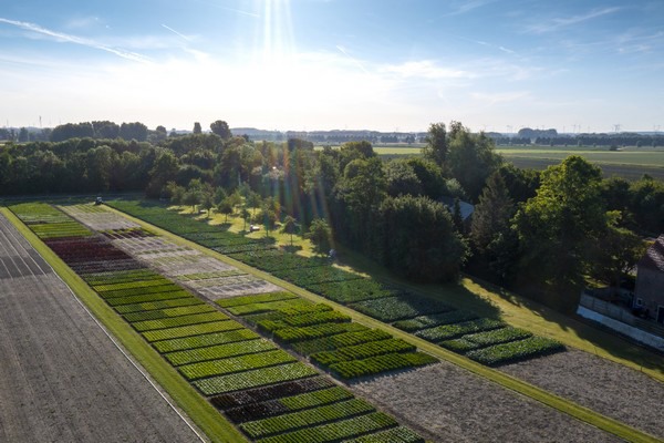 Rijk Zwaan to display diverse and resistant varieties during Hydroponic ...
