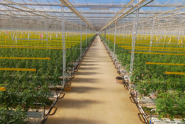 Why Australia's biggest glasshouse grower is expanding its cultivation