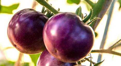 FDA approves purple tomato