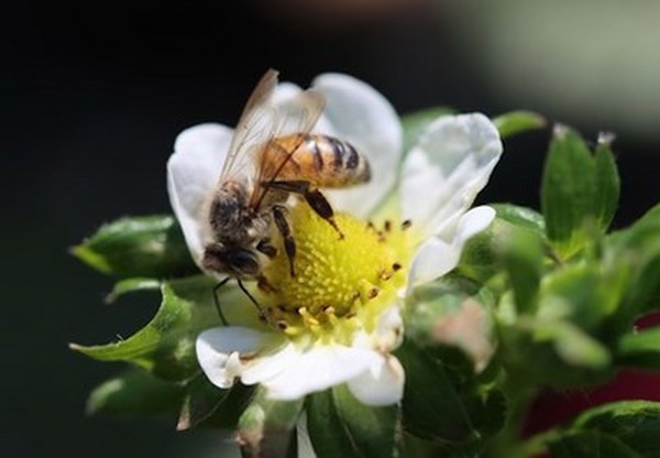 New research on strawberry pollination aims to reduce food waste