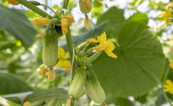 Rijk Zwaan shares cucumber innovations in Canada