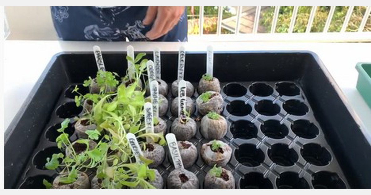 How to grow seedlings in with an airgarden