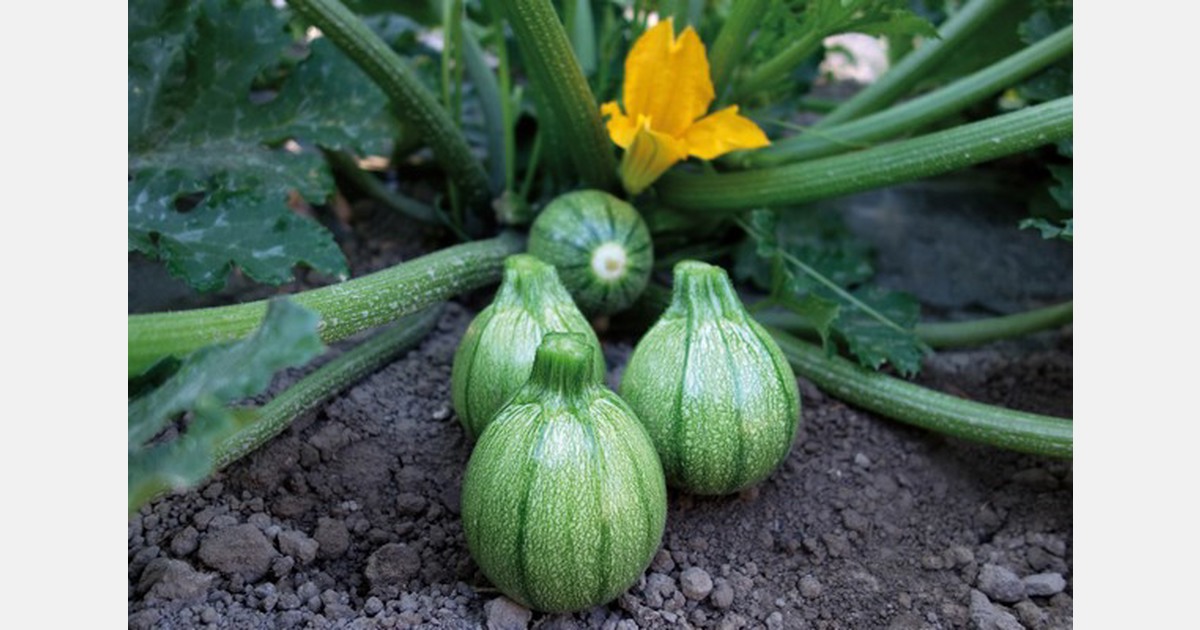 Courgettes awarded at Fleuroselect and Royal Horticultural Society Trials