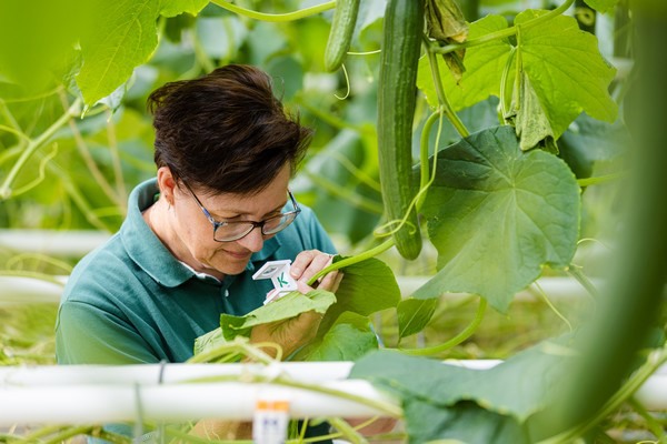 Scouting pests and diseases