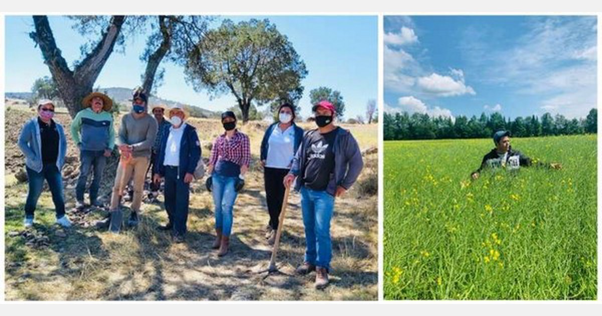 Scientists sleuth out an elusive plant pathogen in Mexico