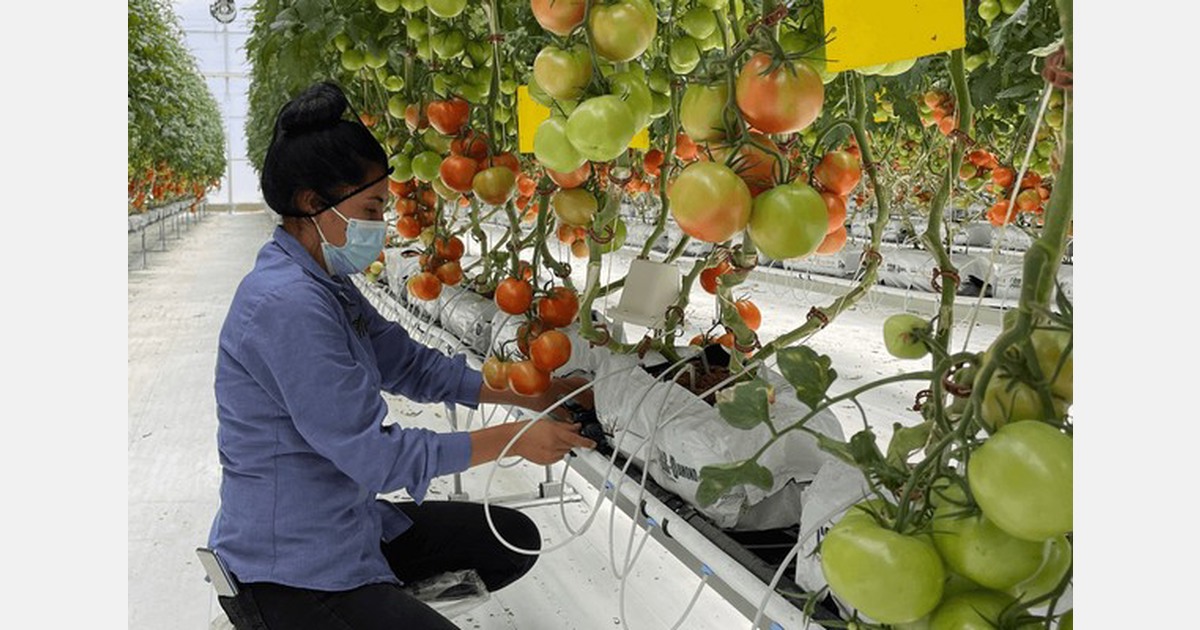 The same yield with less water and fewer fertilizers