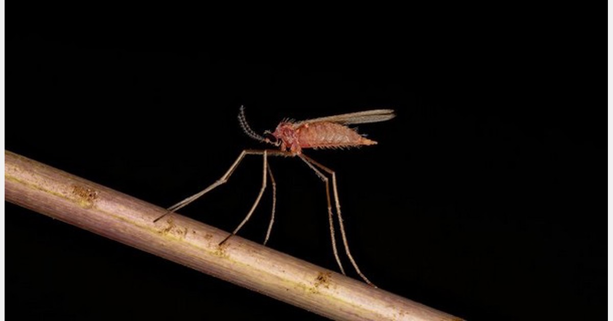 New predatory midge with potential to control small phytophagous mites