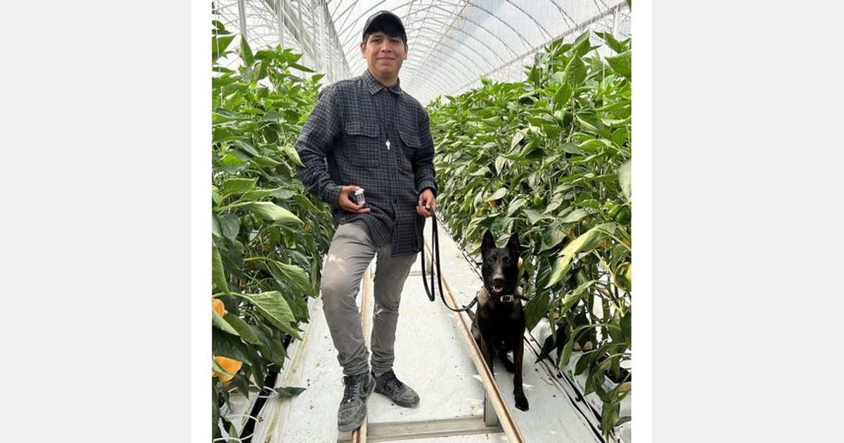 Mexican grower detects pests with sniffer dogs