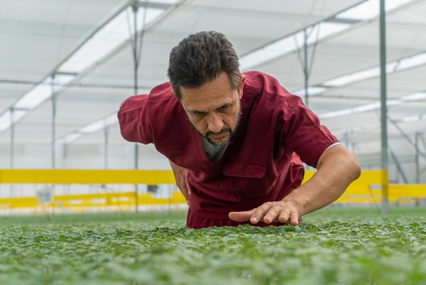 Mexican grower installs double climate screen system