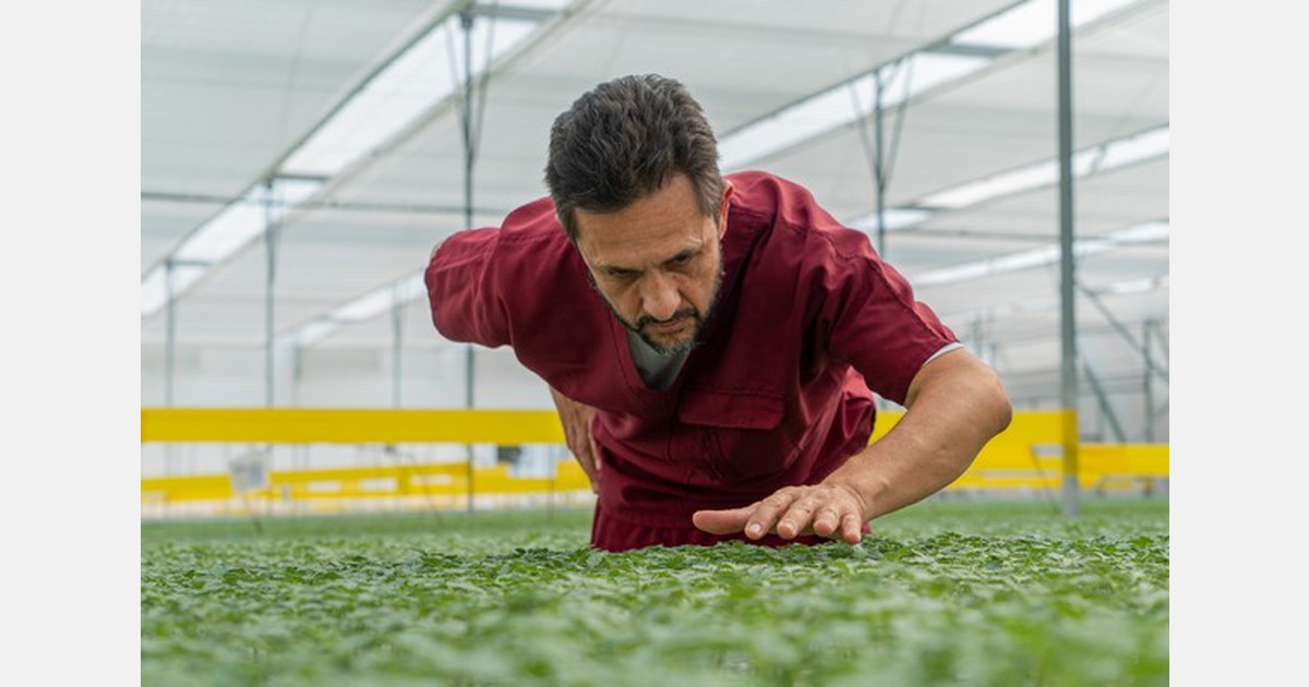 Mexican grower installs double climate screen system