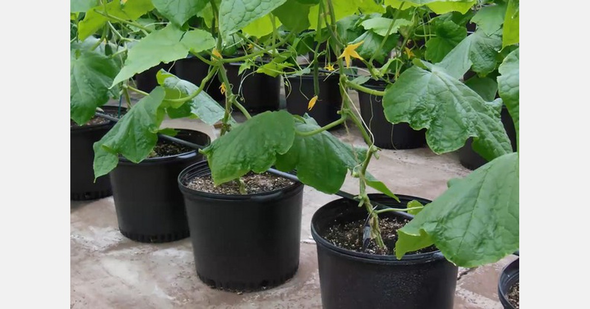 Basics of greenhouse hydroponics by the University of Kentucky