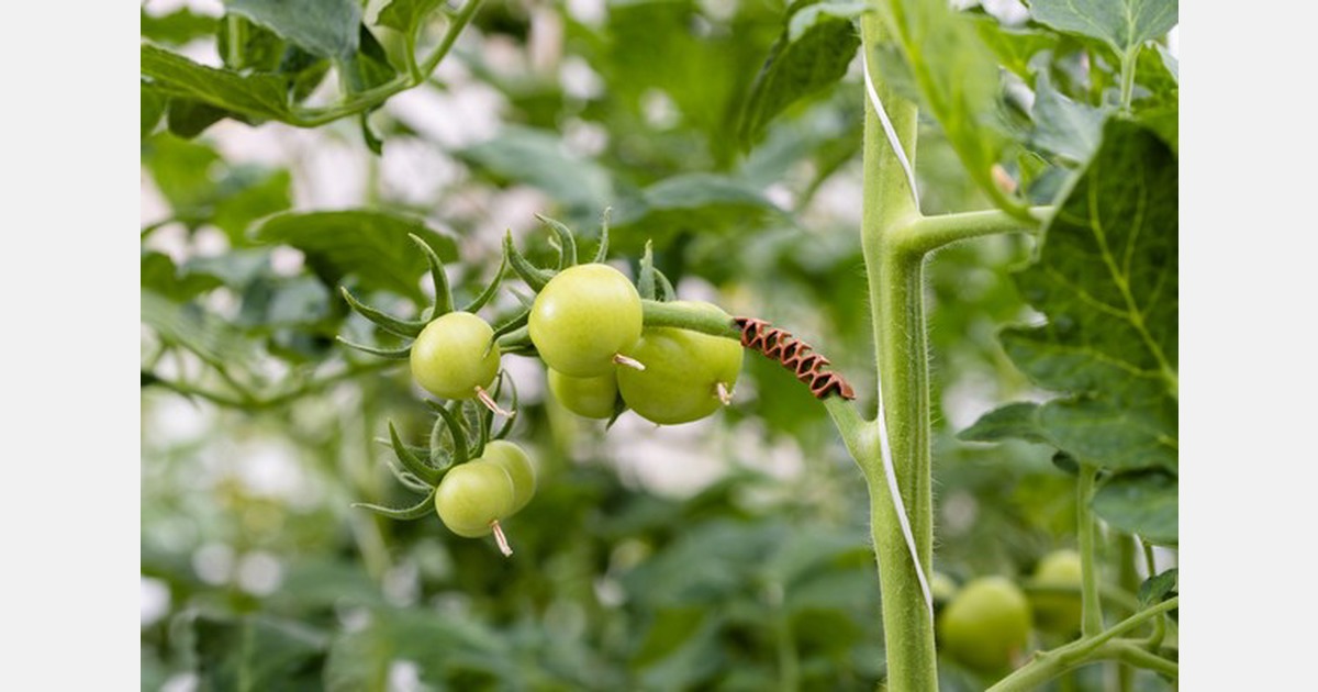 Royal Brinkman and Kam’s Growers Supply launch Valent truss support clip