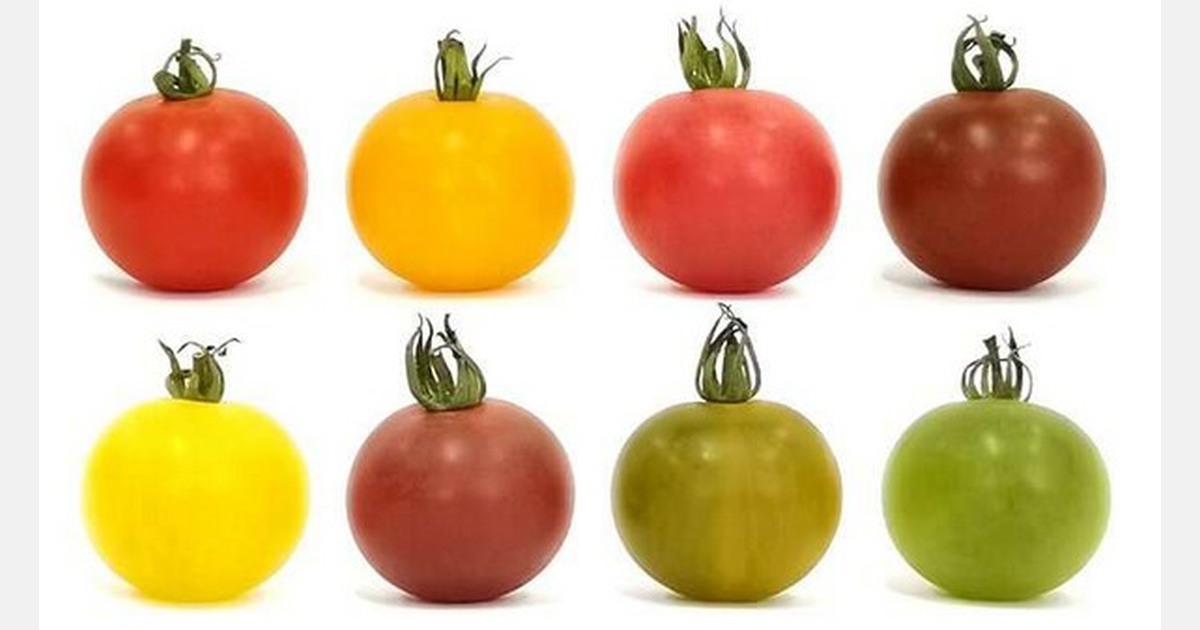 Multiplex gene editing creates tomato cultivars with fruit colors