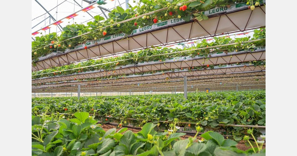 Light Science Technologies secures trials for sensorGROW