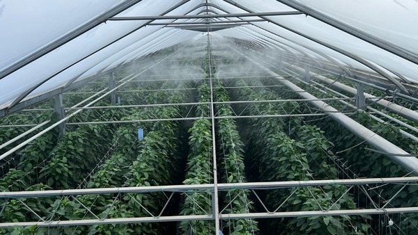 “Greenhouse humidity plays a vital role in plant and root health"