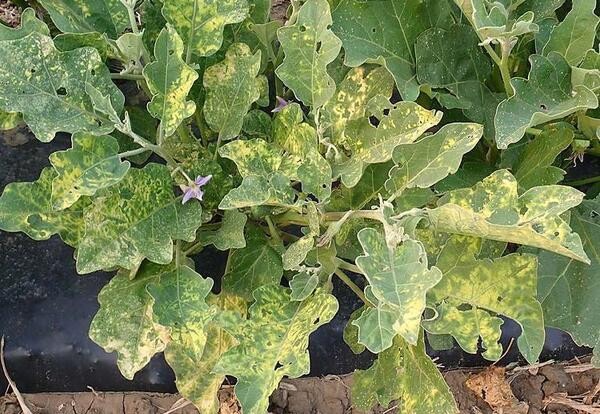 Agdia releases ImmunoStrip for detection of Alfalfa mosaic virus